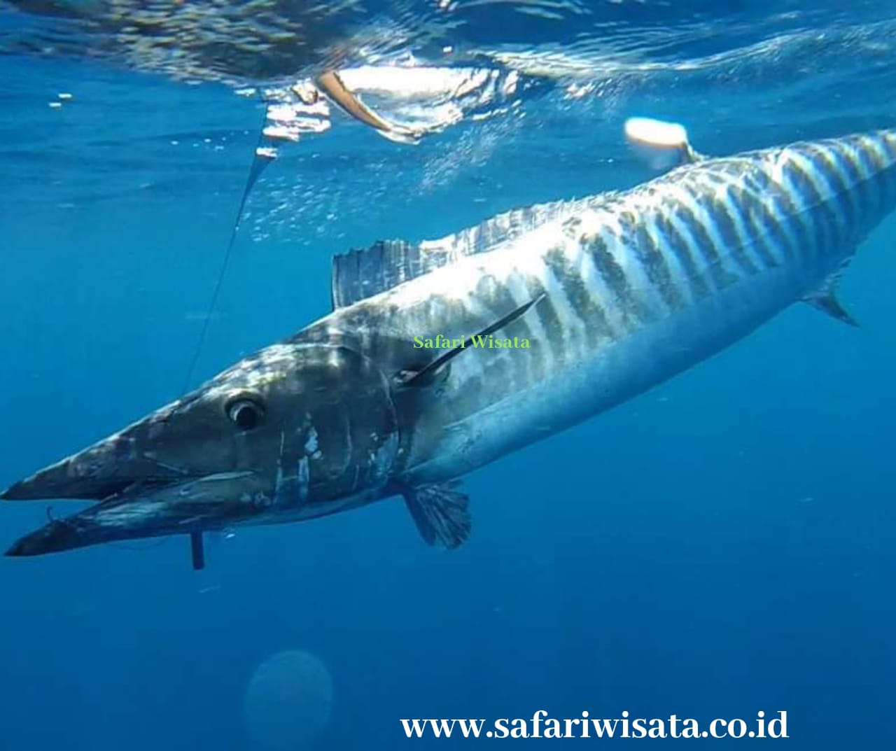 I 12 migliori pesci da catturare in Indonesia e Aceh - Safari Wisata ...